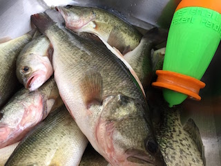 Videos - TactiBite Fish Call